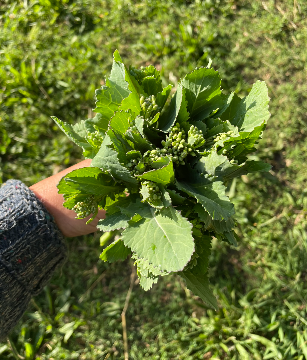 Vol. 1, Issue 1 – Oak Slough Farm